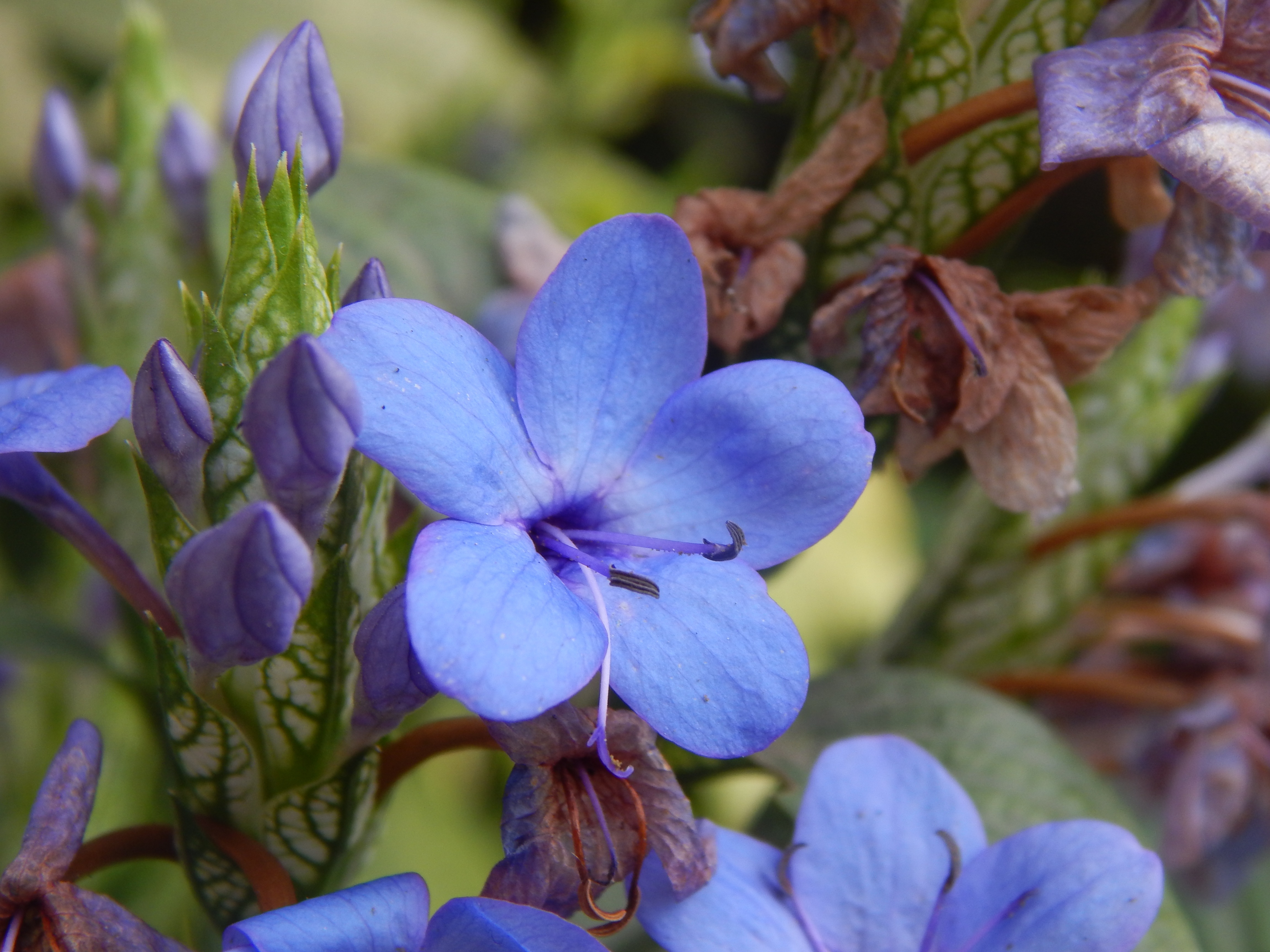 Flower Blue Celeste free image download