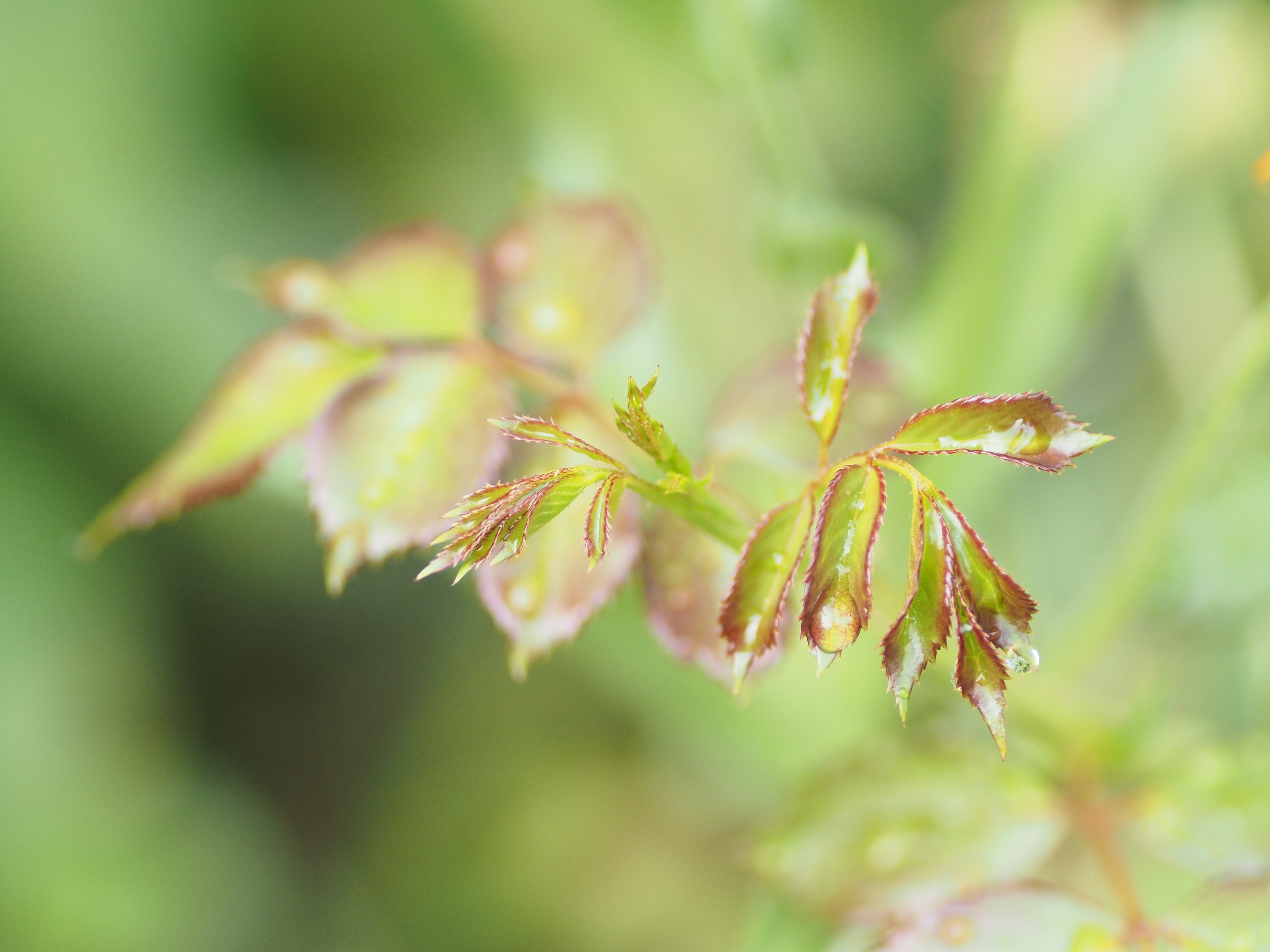 Dewdrop Flower Yellow free image download