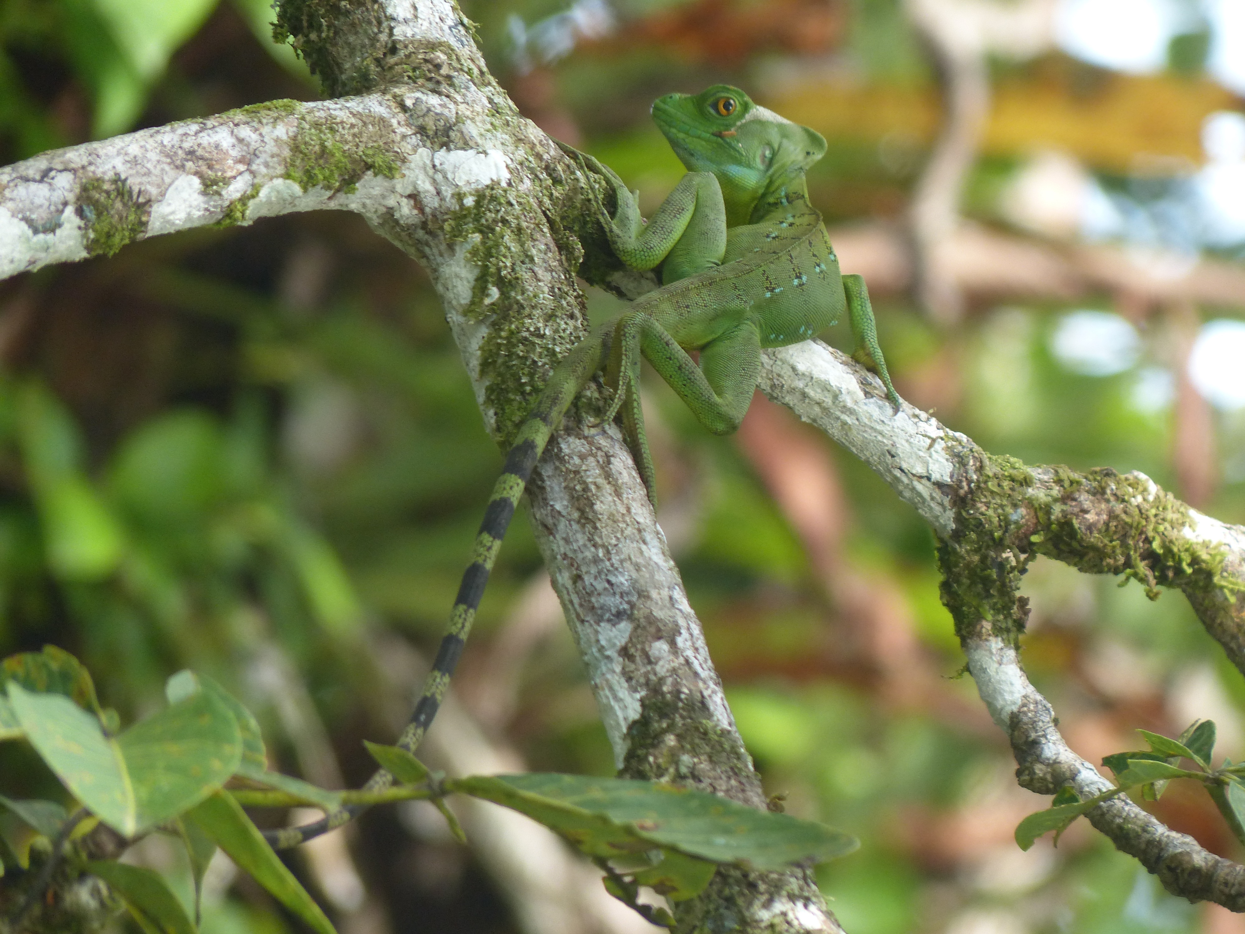 Basilisk Caribbean Coast free image download