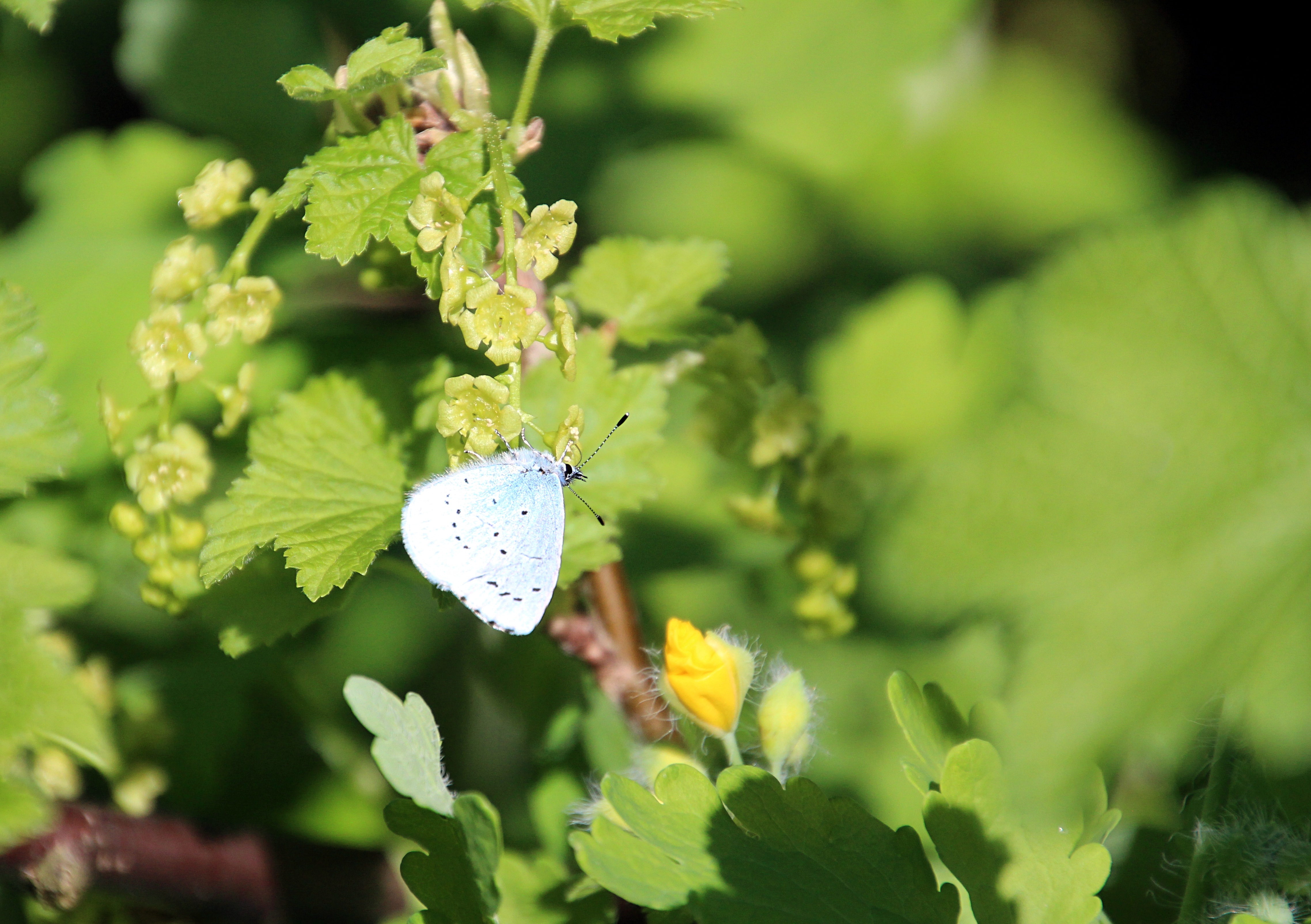 Spring Butterfly in the garden free image download