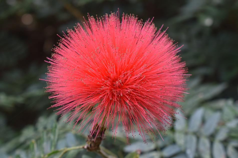 Pink Peach Fuzzy free image download