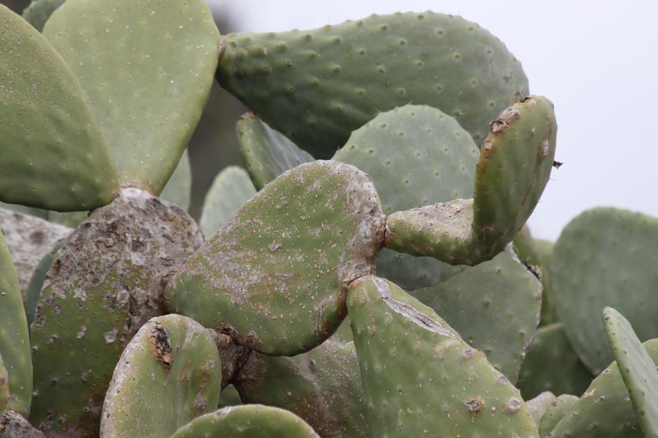 Prickly Tree Cactus free image download