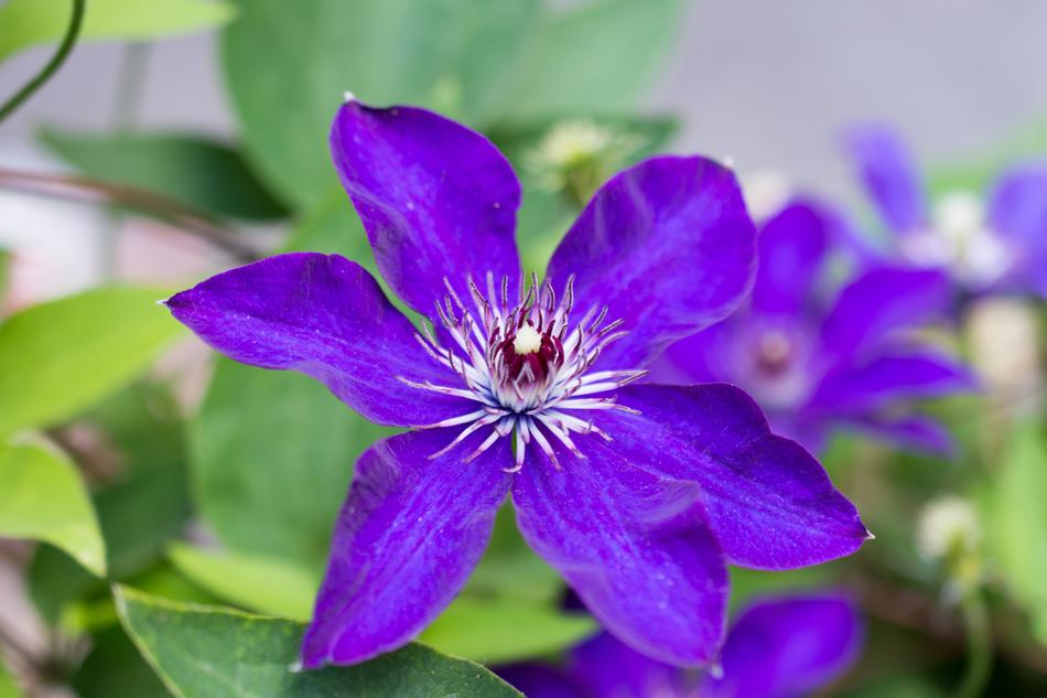 Clematis Viola Flower free image download