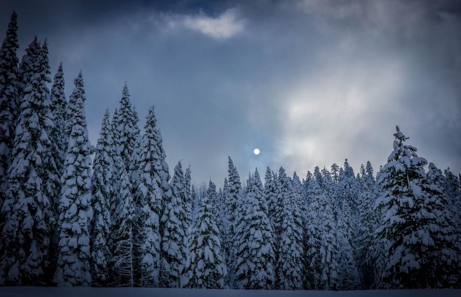 Moon Pine Trees free image download