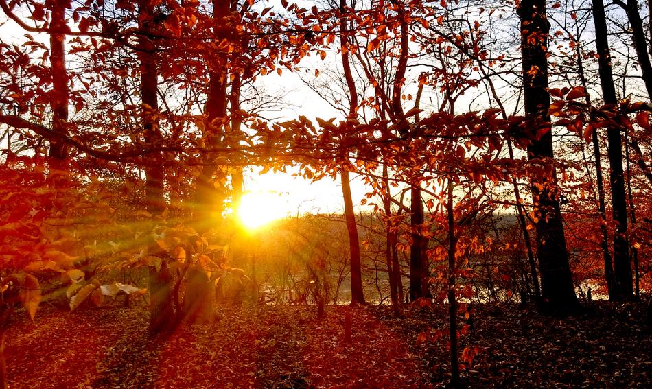 Trees Sunset Fall free image download