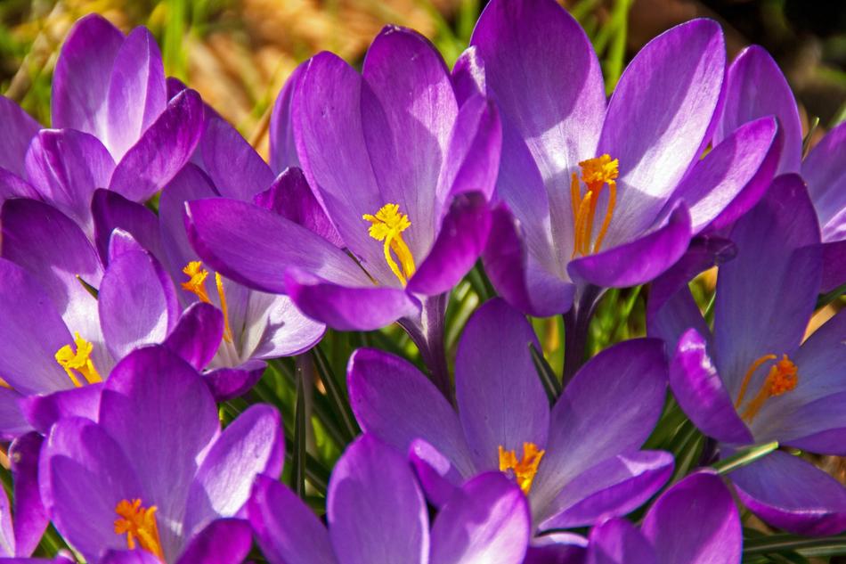 Crocus Flower Blossom free image download