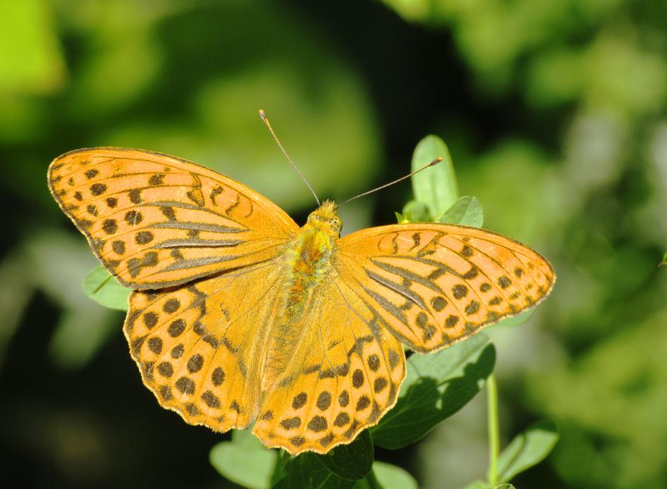 Butterflies Fritillary Butterfly free image download