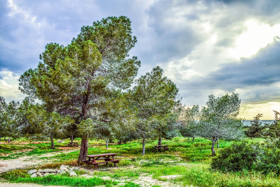 Copse Trees Nature free image download