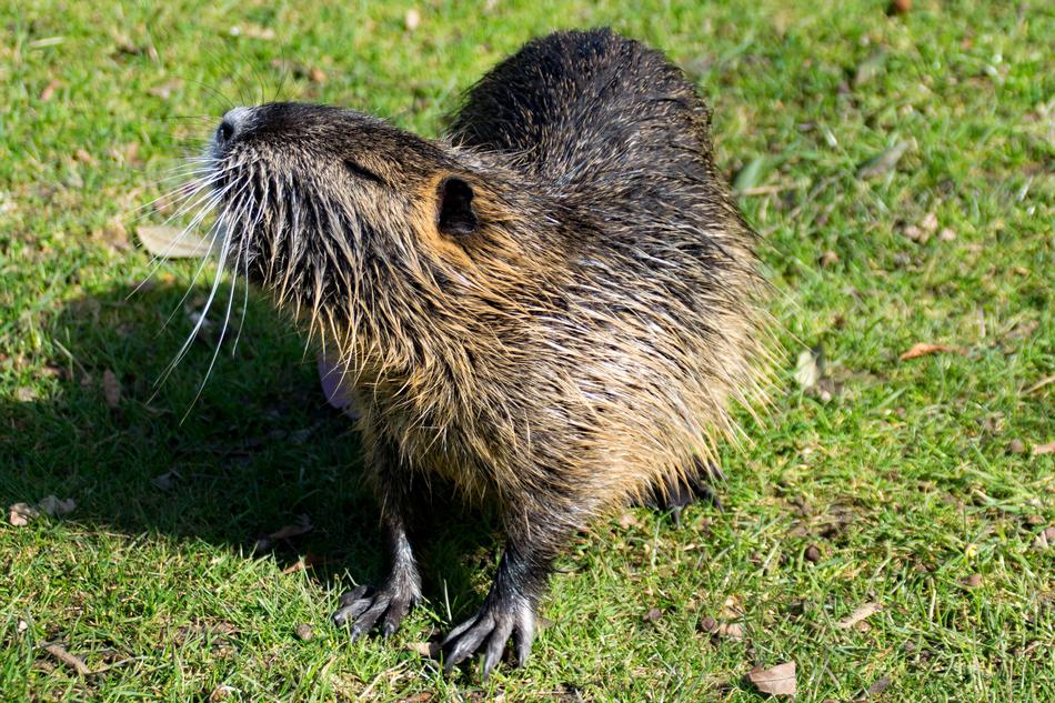 Rodent Ondatra Zibethicus Creature free image download