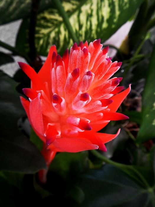 Red flower fruit free image download