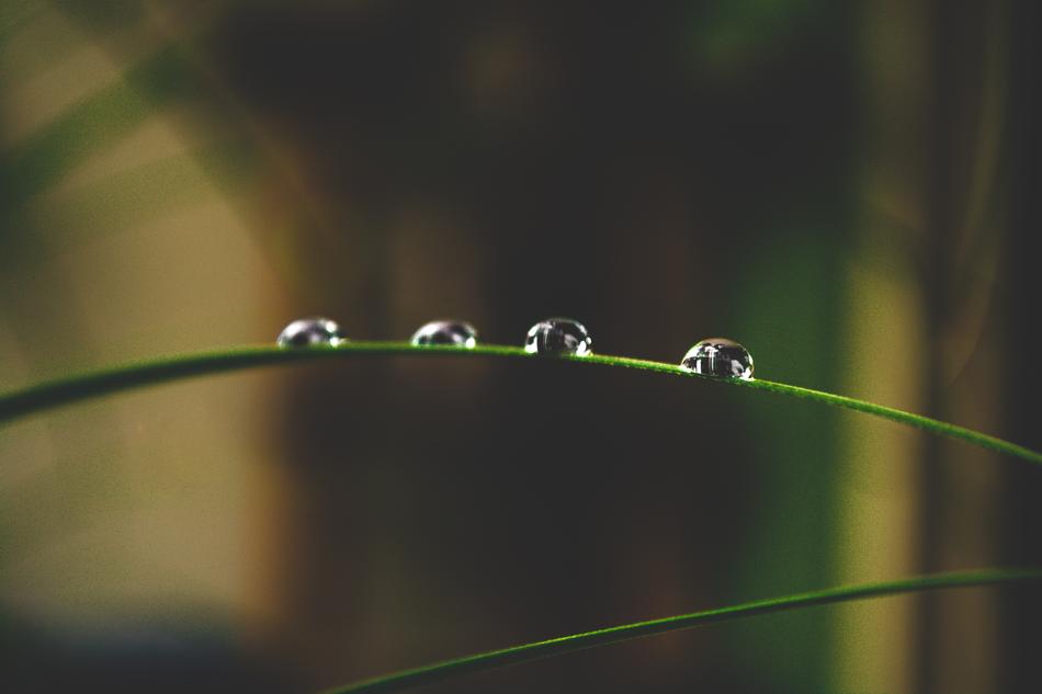 Drip Blade Of Grass free image download