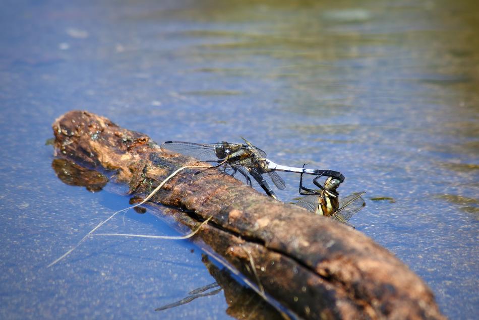 Natural Landscape Insect free image download