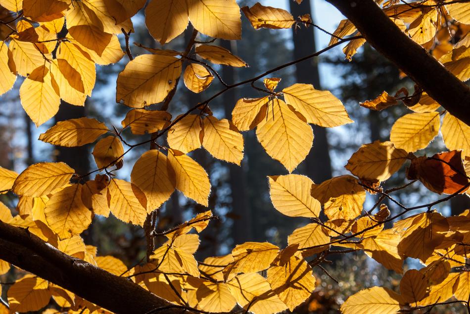 Beech Tree Autumn free image download