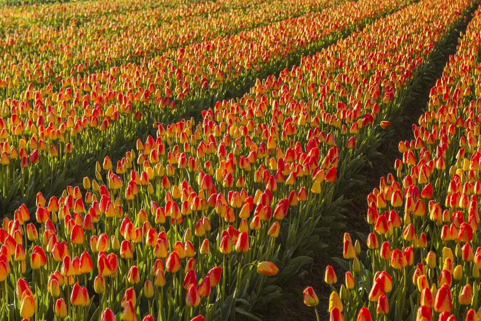 Netherlands Flower Spring free image download