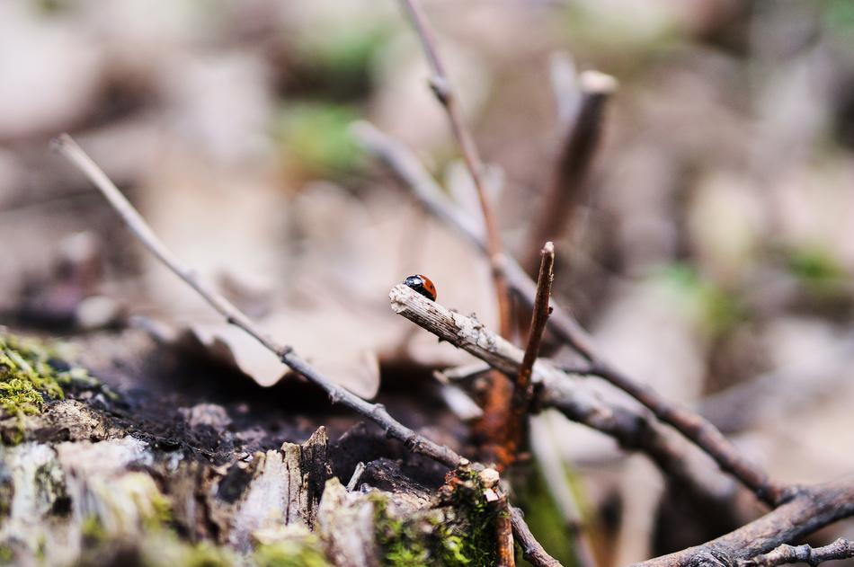 Ladybug Bokeh Insects free image download