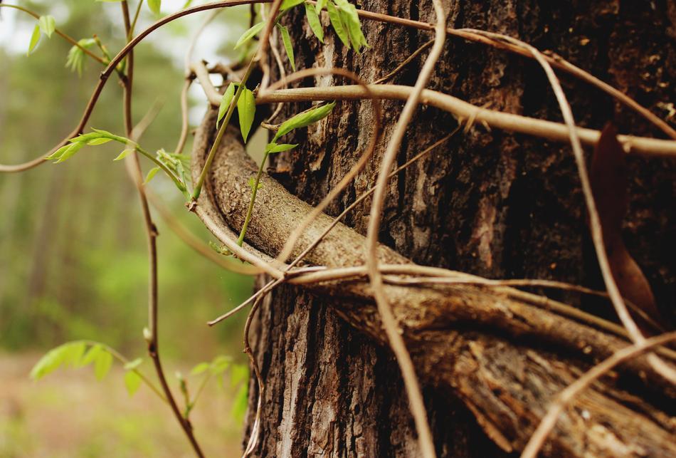 Nature Tree Branches free image download