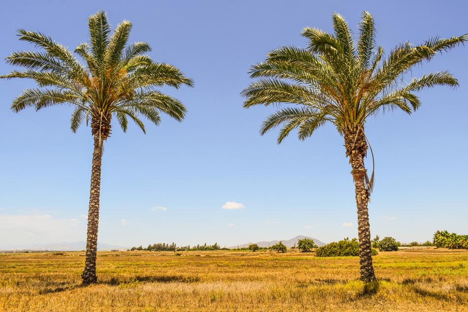 Palm Trees Landscape Summer free image download