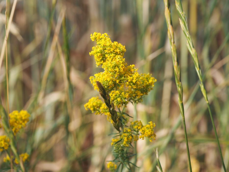 Yellow Summer Sun free image download