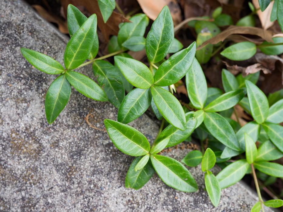 Nature Leaves Ground free image download
