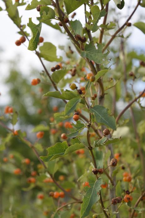 Grass Berry free image download