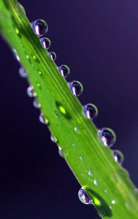 Drops Plant Macro free image download