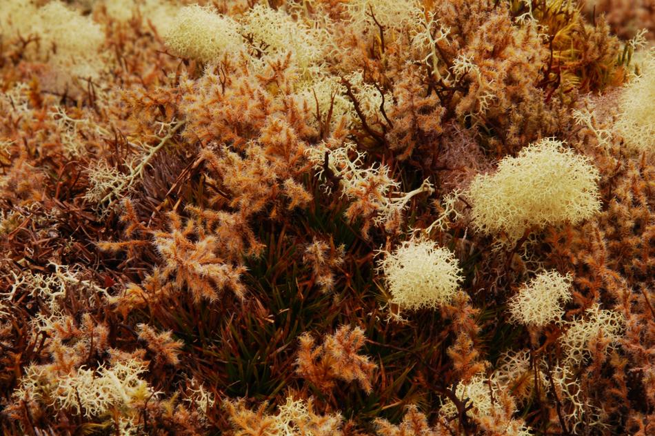 Moss Moisture Nature free image download