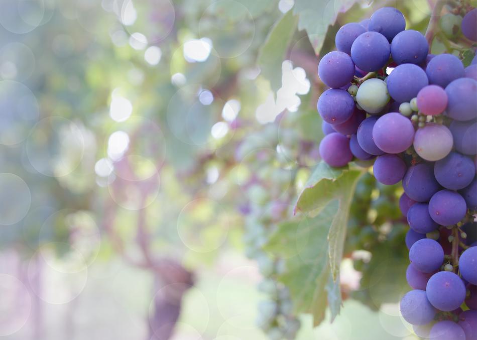Grapes Purple Vineyard free image download