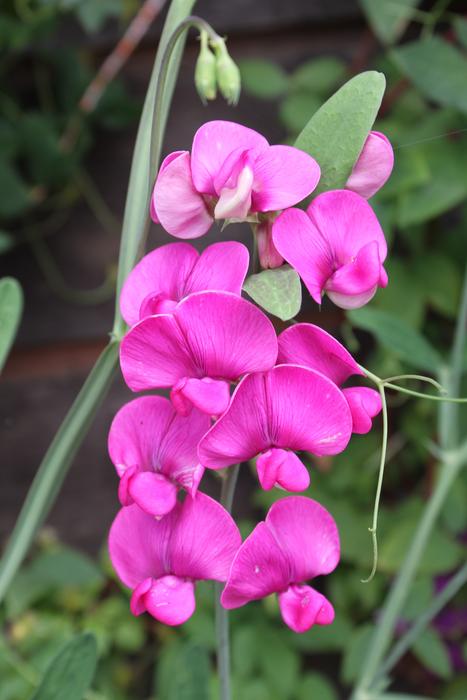 Vetches Wild Pink free image download