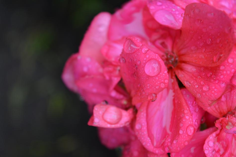 Flower Rosa Wet free image download