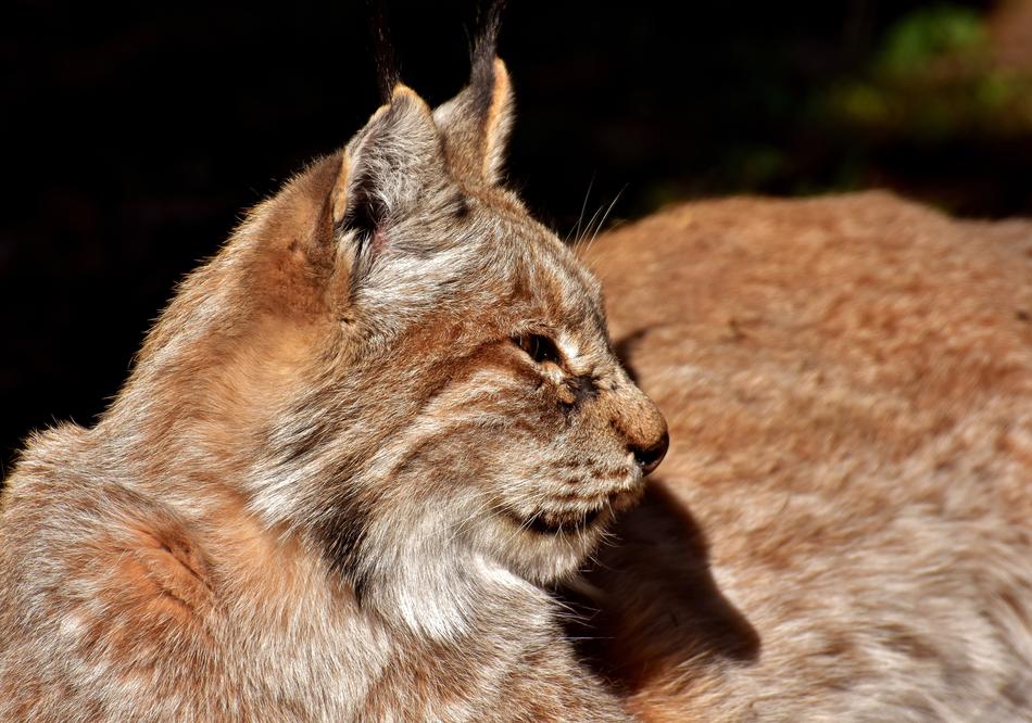 Profile portrait of the beautiful and colorful lynx in sunlight free ...