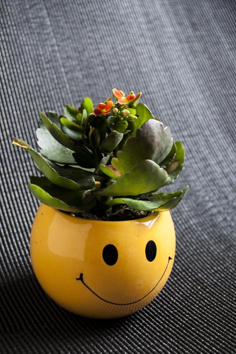 Flower Smiley Happy free image download