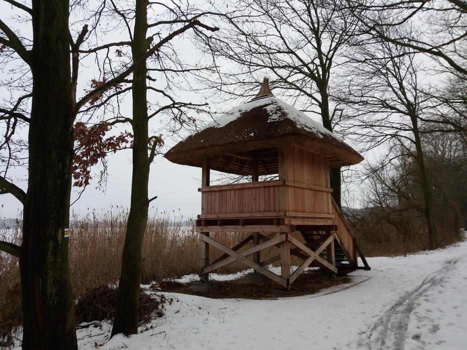 Forest at winter time free image download