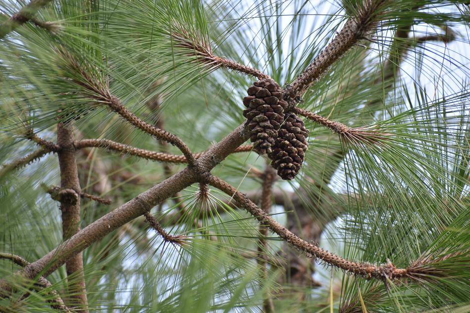Pine Cone Conifer Flower free image download