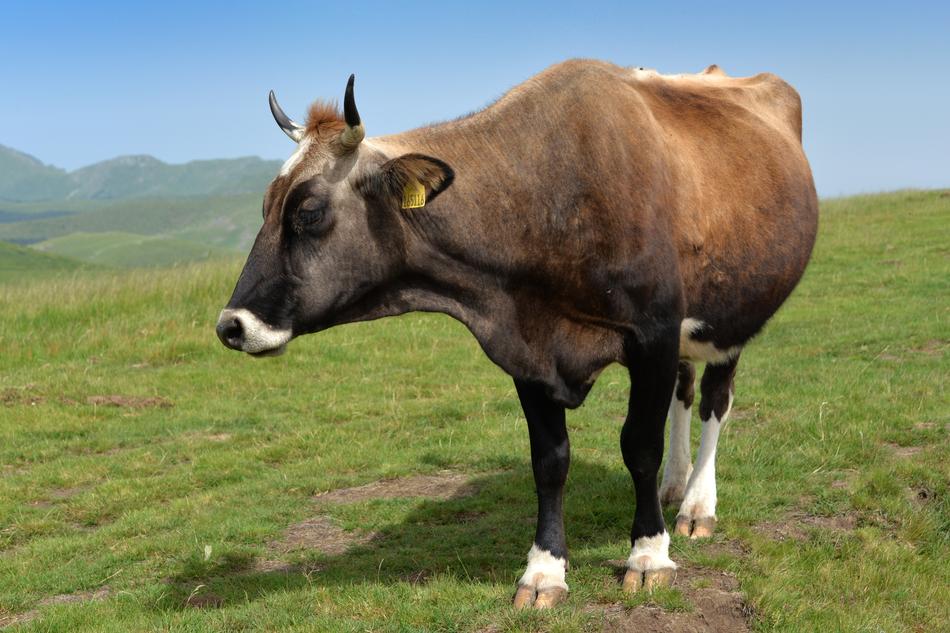 Nature Cow Prairie free image download
