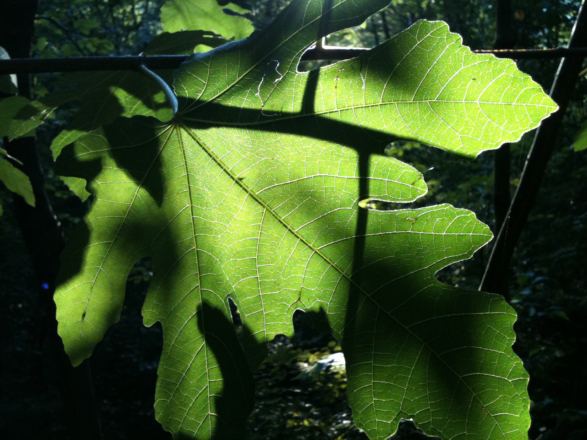 Nature Tree Plants free image download