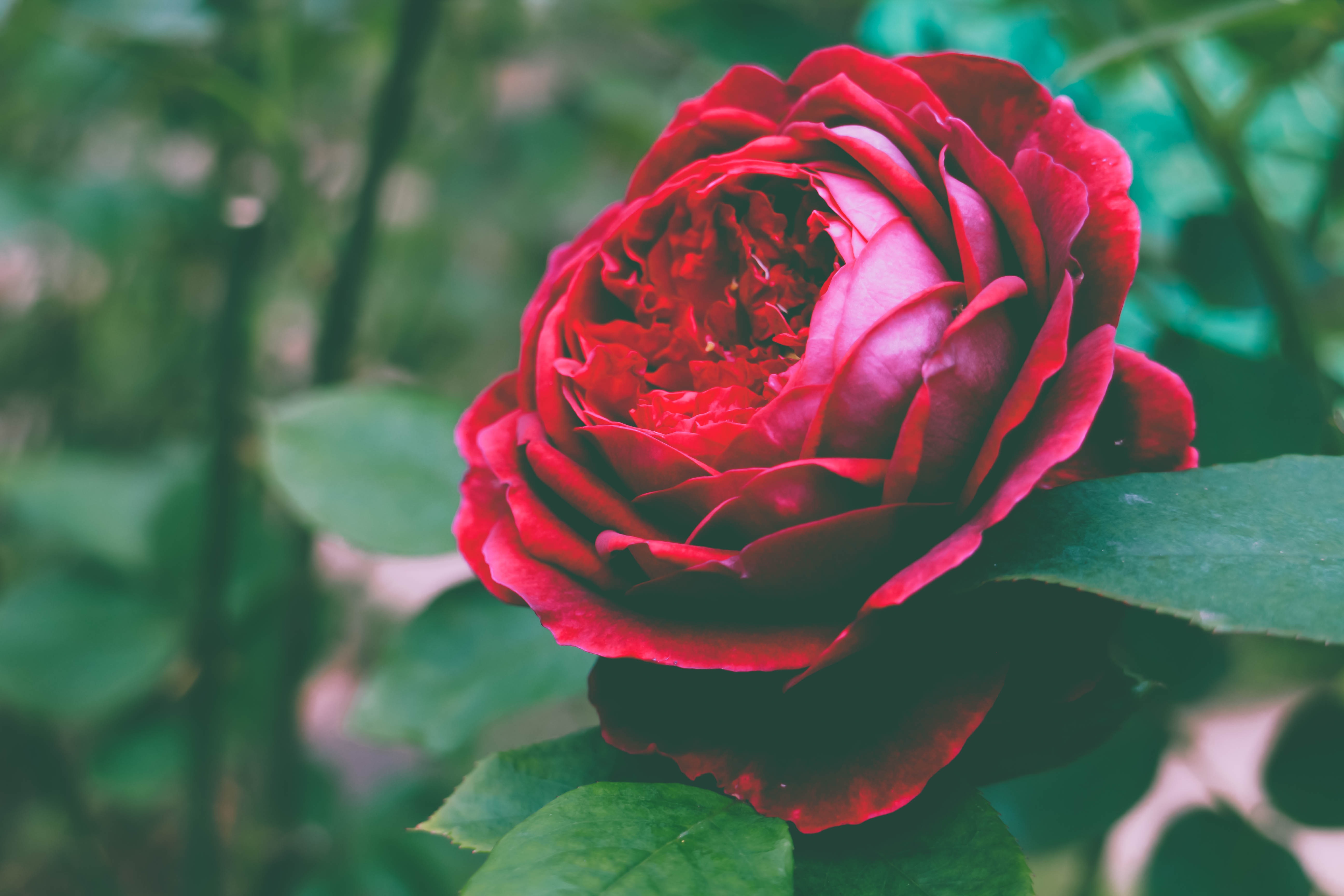 Rose Flower free image download