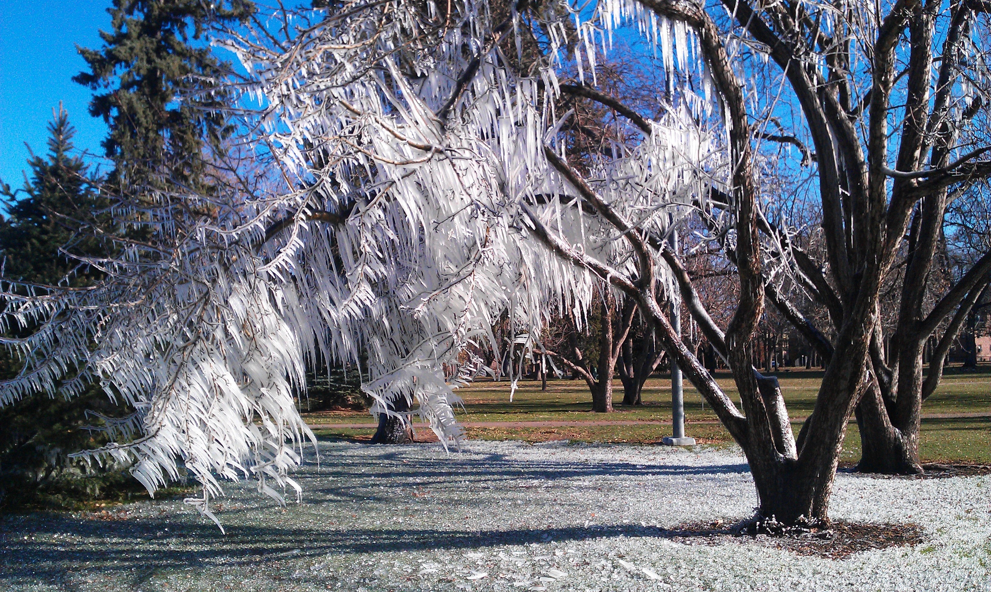 Ice Tree Winter free image download