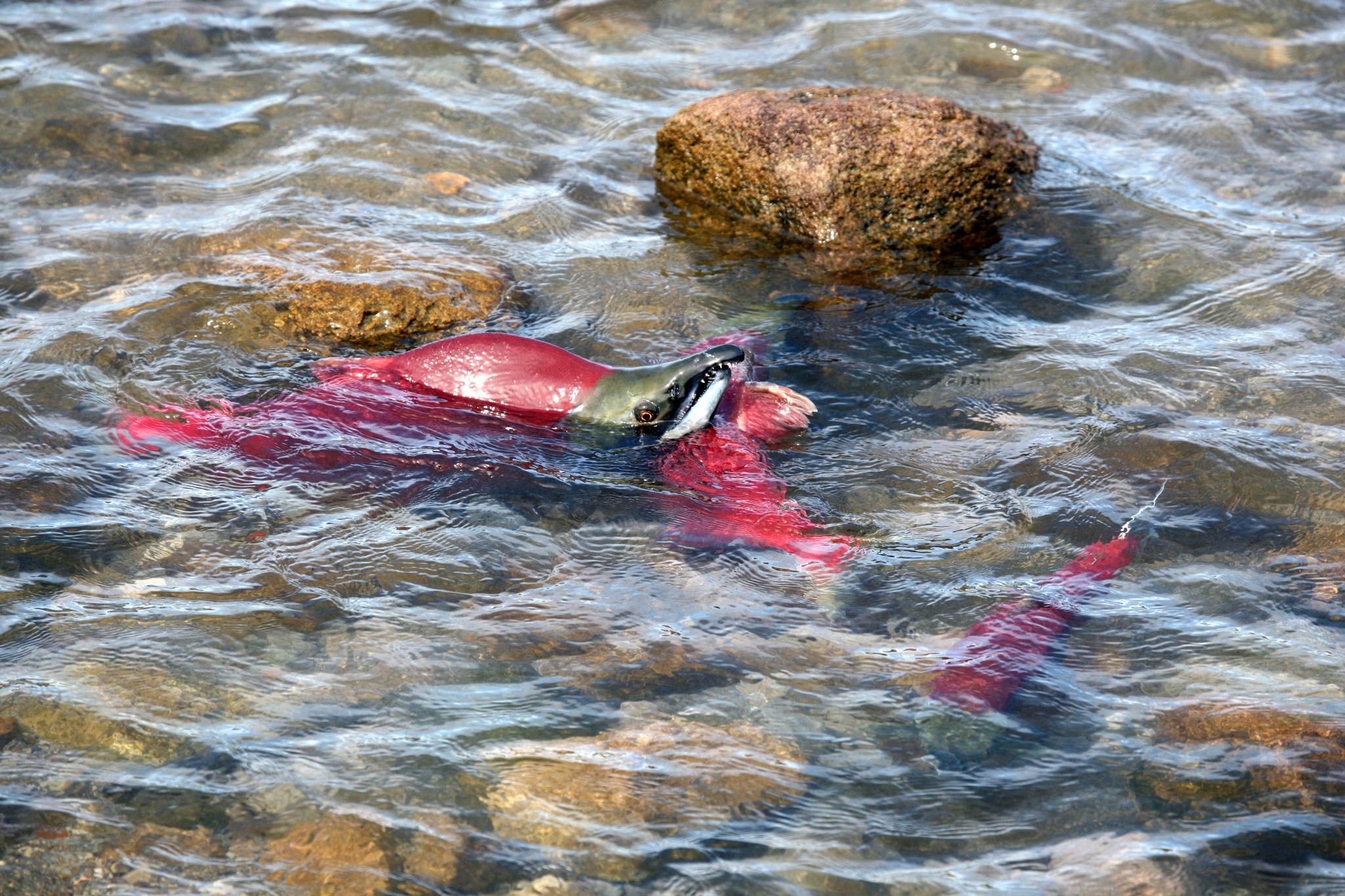 Fish Salmon Chum free image download