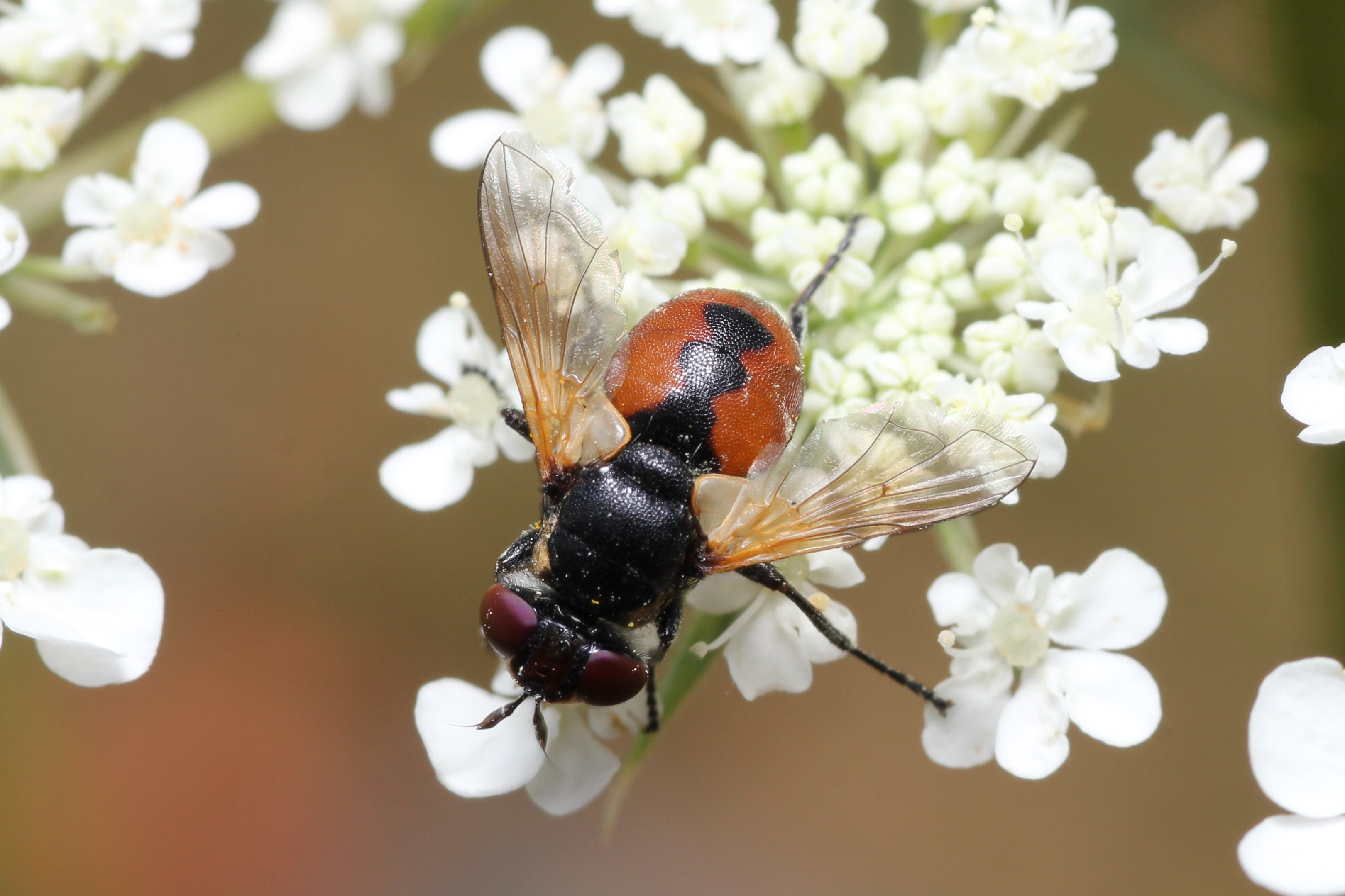 Fly Bee Red free image download