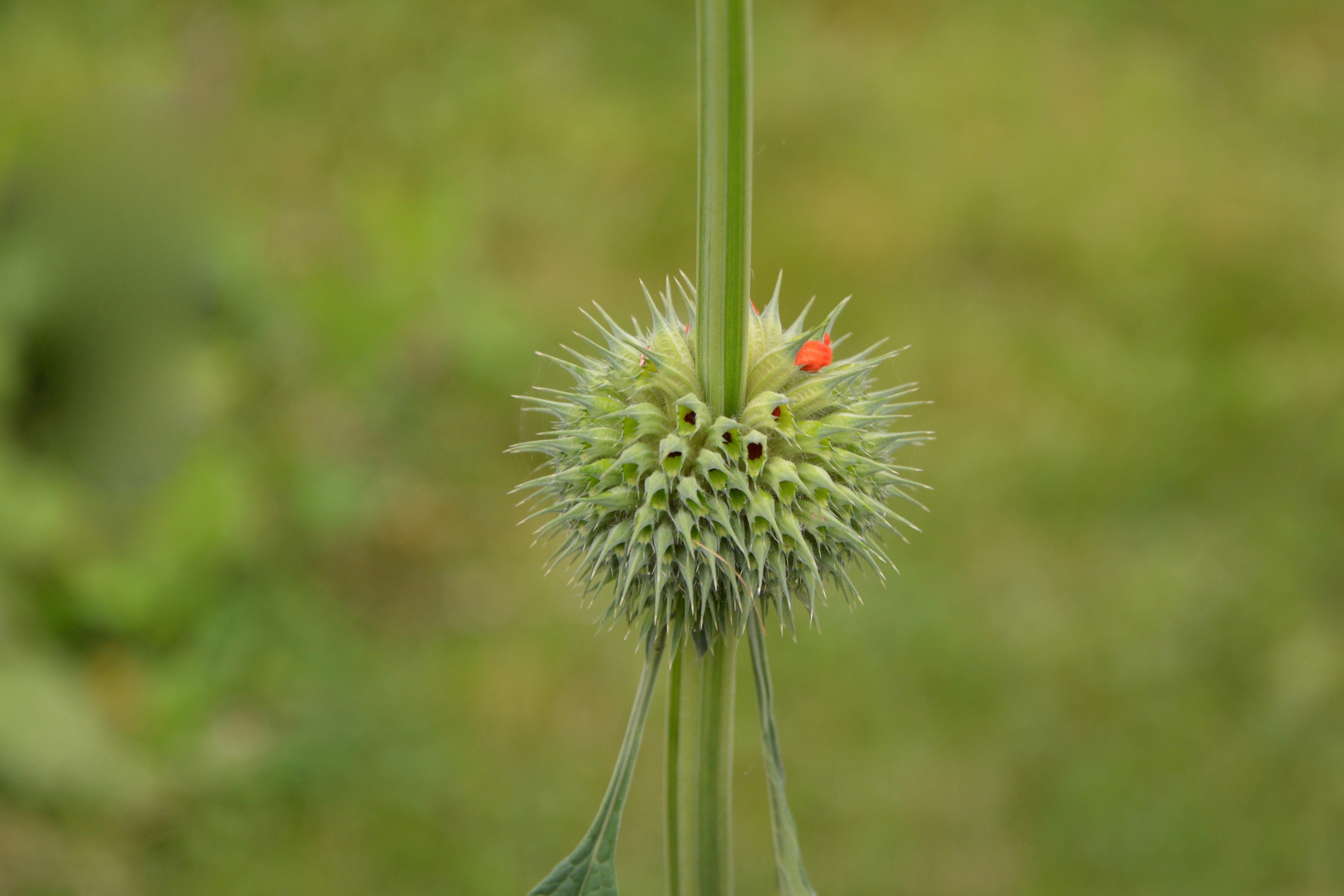 Flower Button Garden free image download
