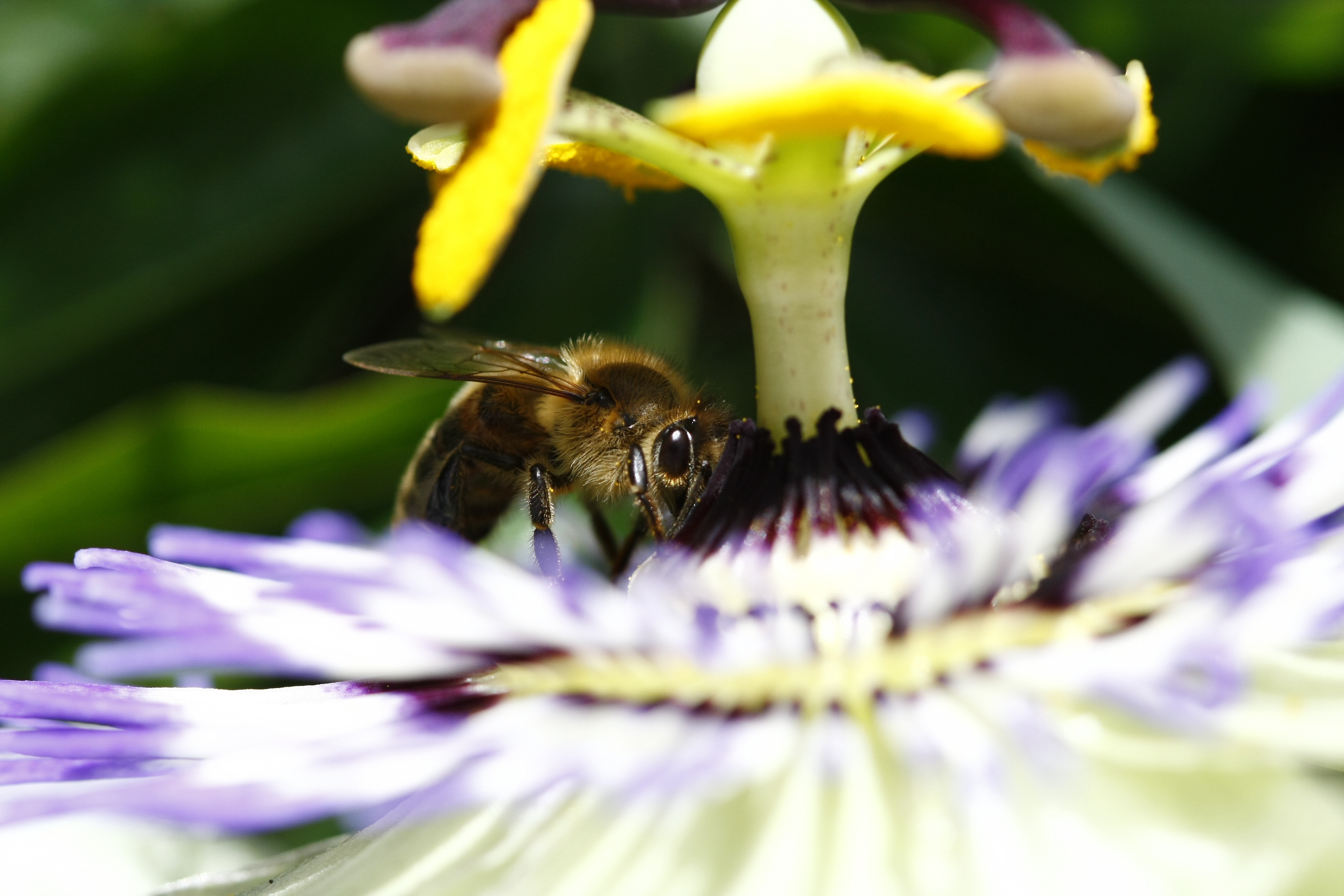 Bee Polin free image download