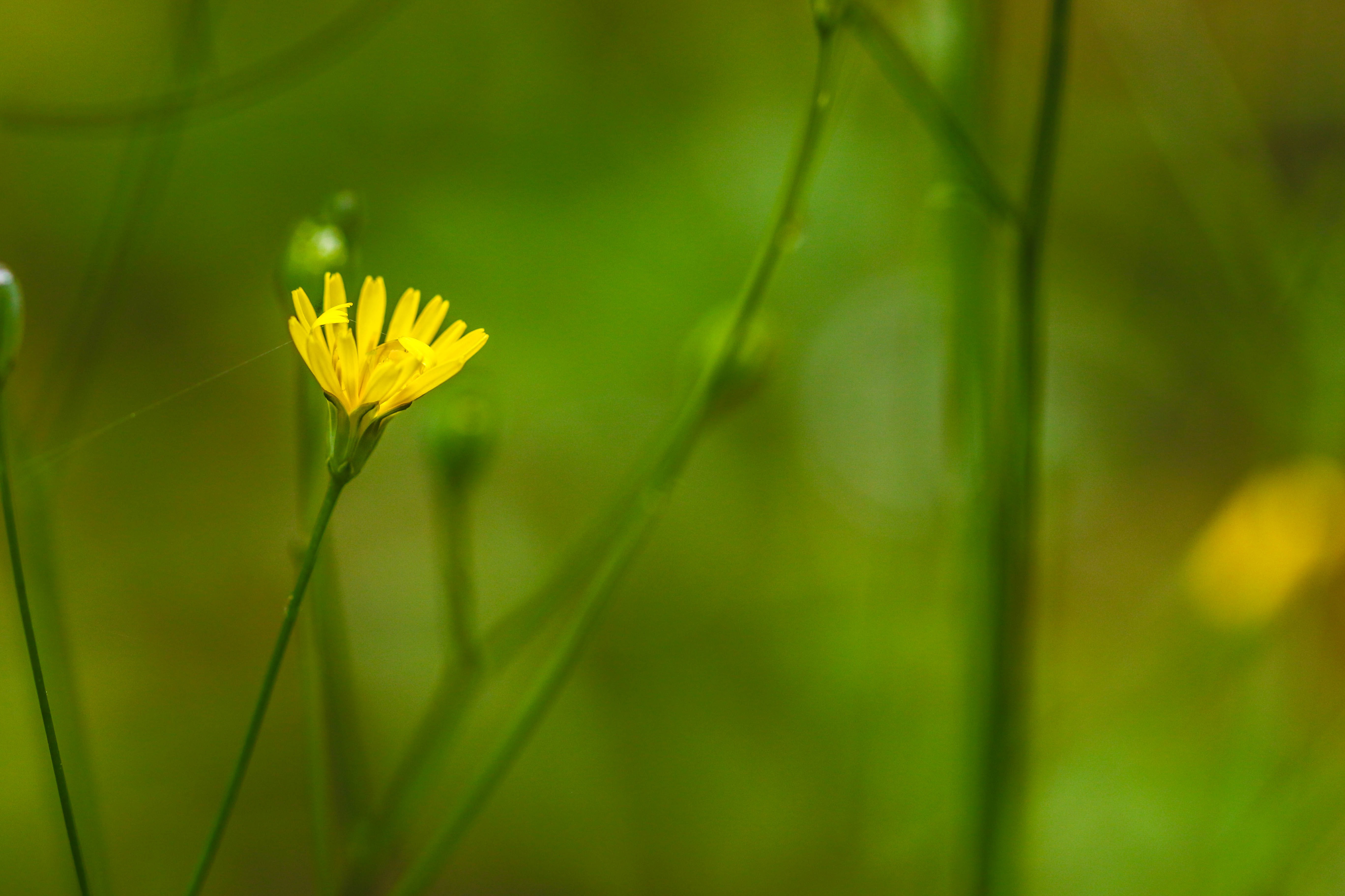 Wildflower Yellow Green free image download