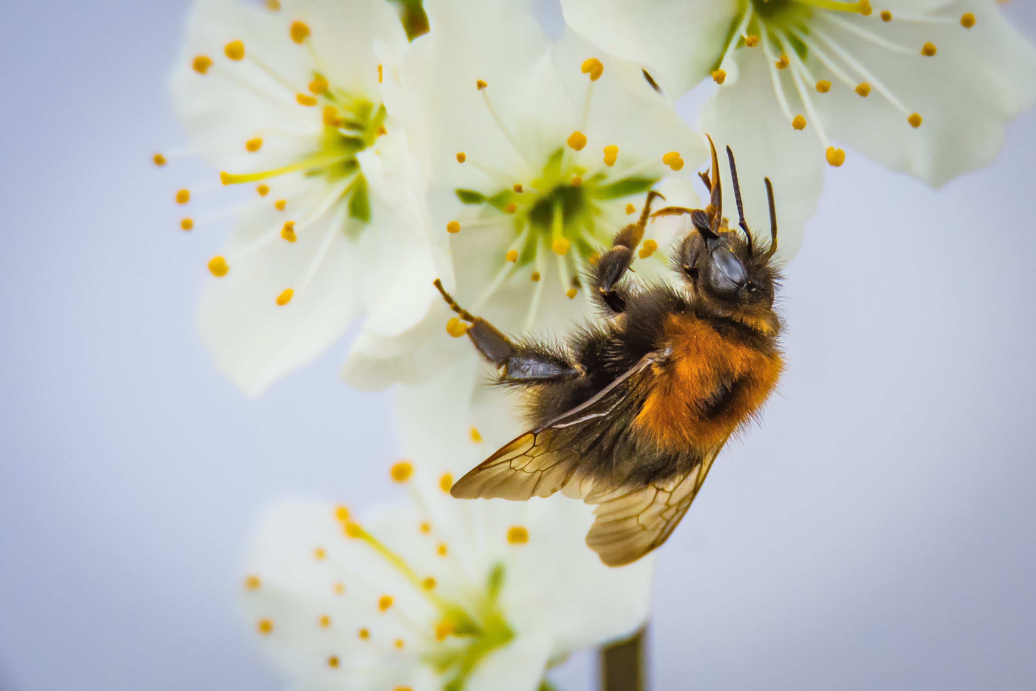 Blossom Bloom Hummel free image download