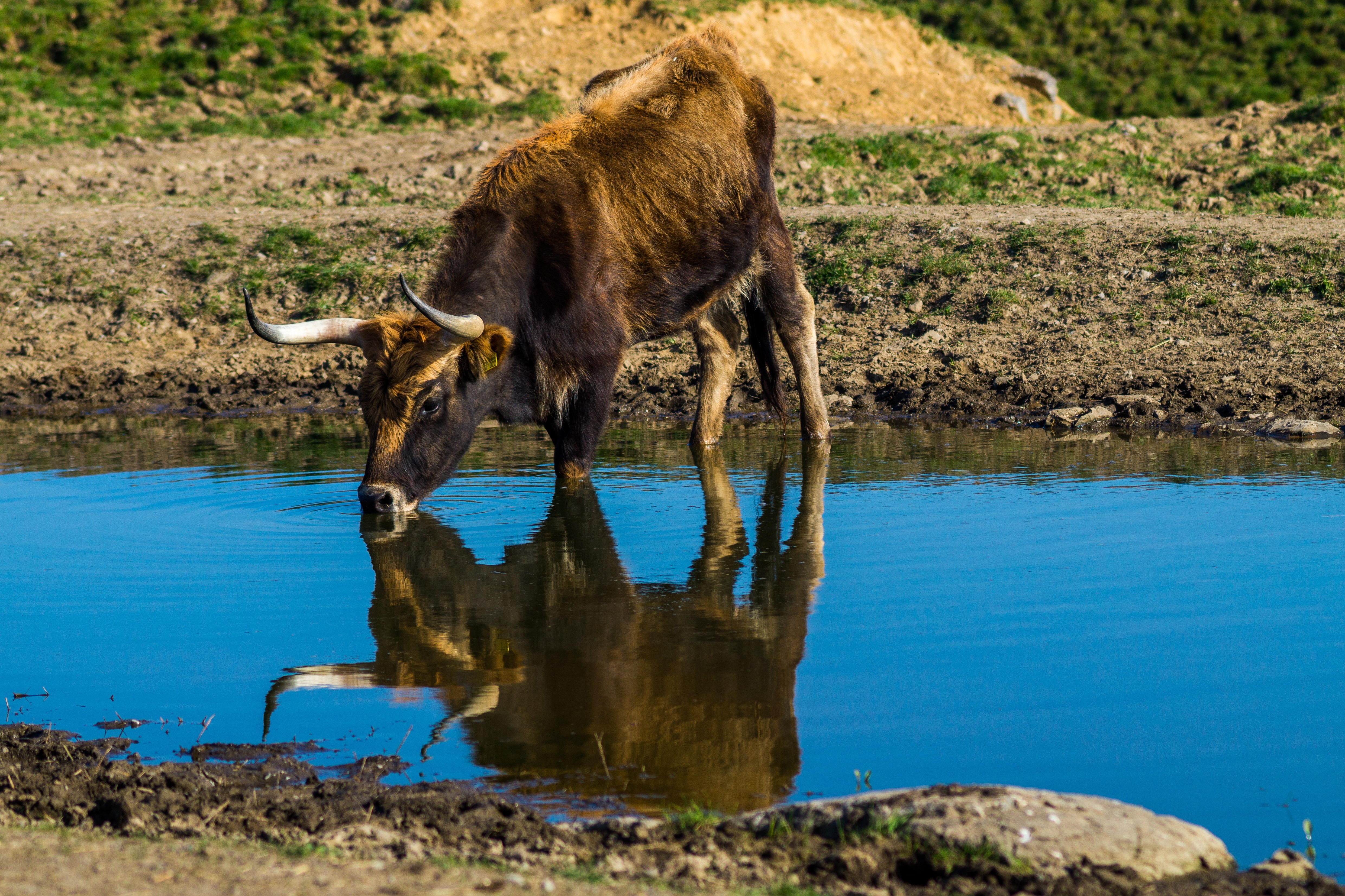 Tail Cattle Heck Urvieh free image download