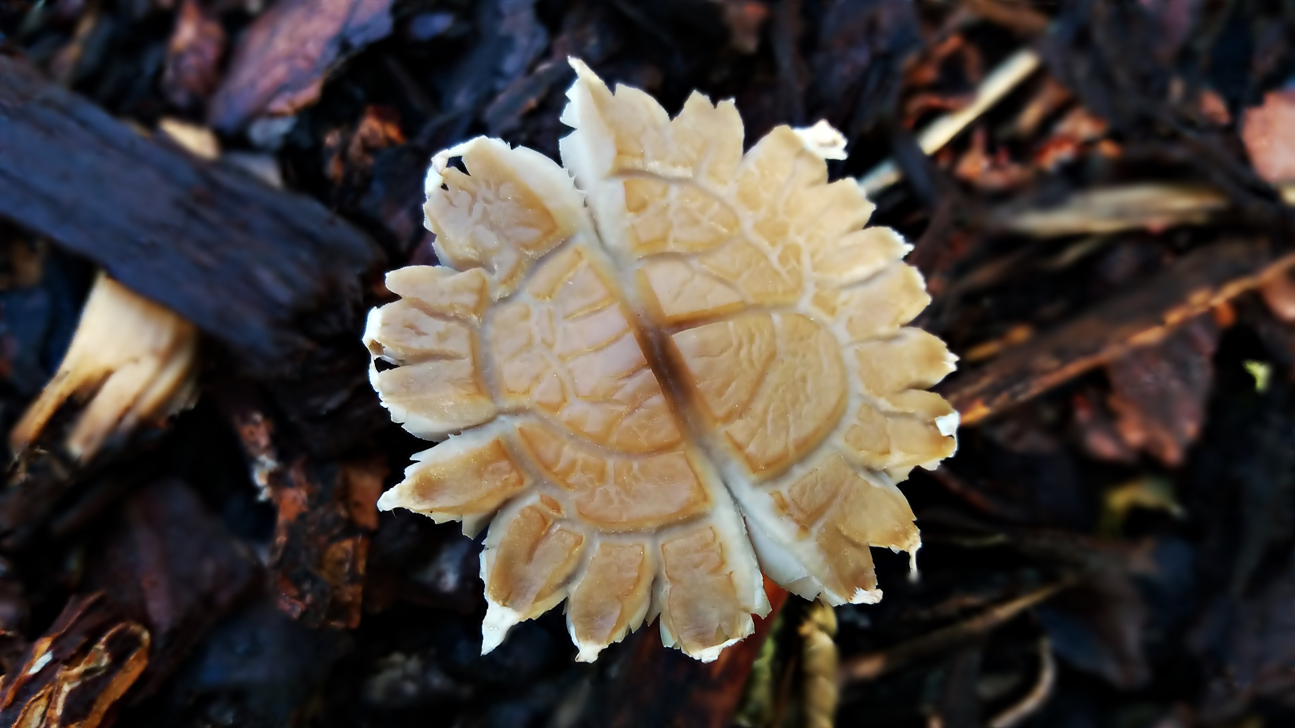 Mushroom Plant Nature free image download