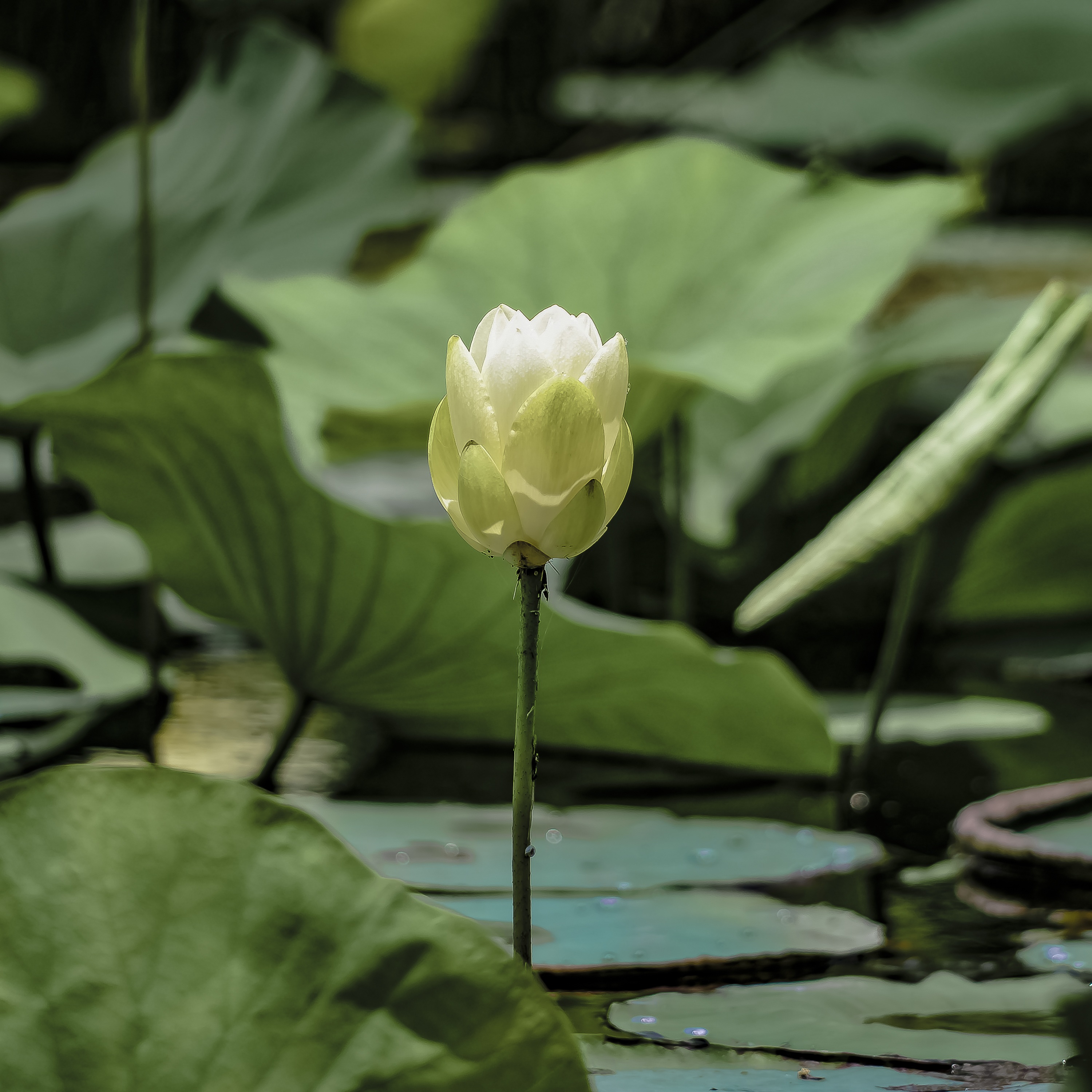 Lily Pad Flower Nature free image download