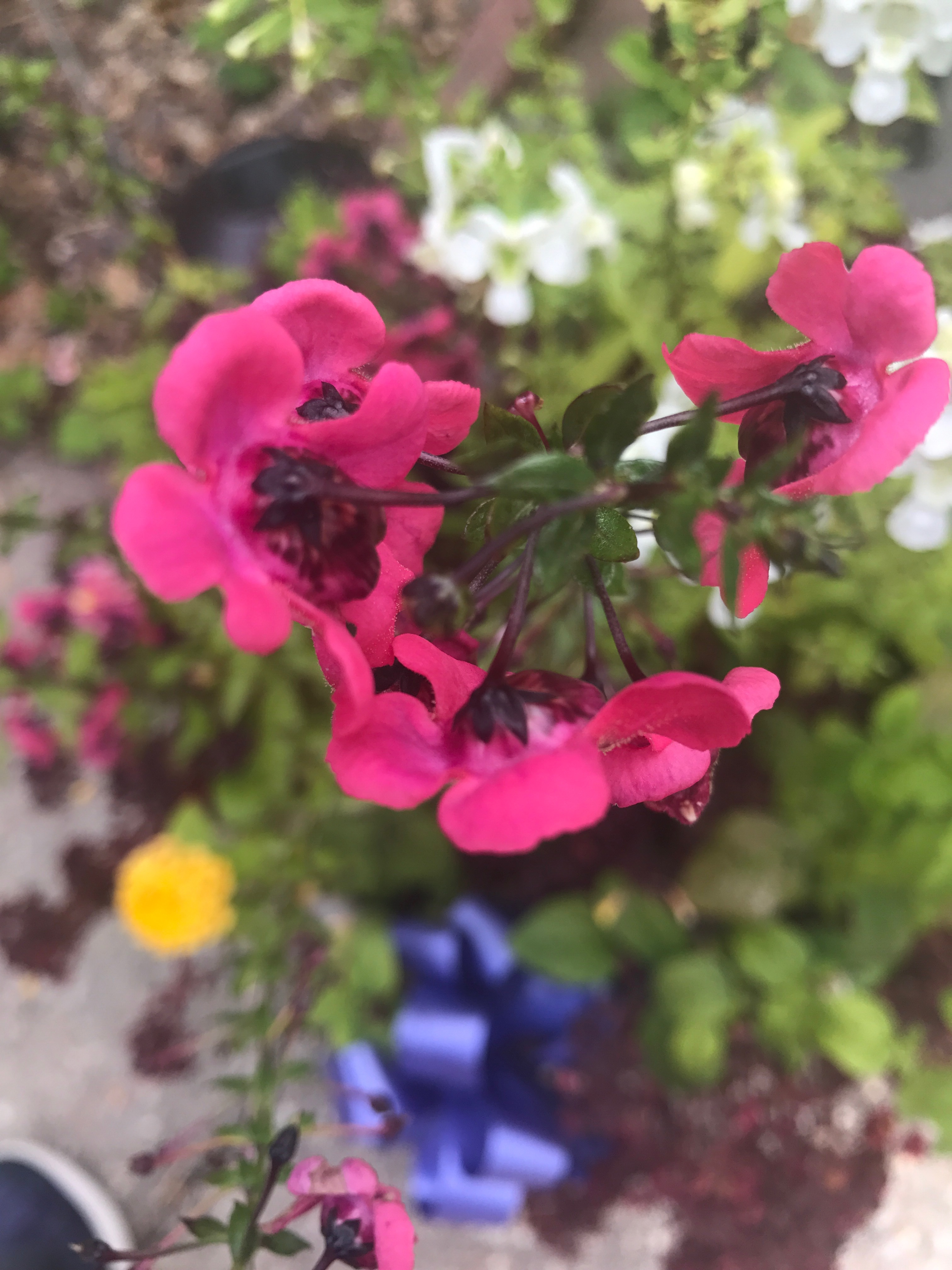 Bloom Flower Blossom free image download