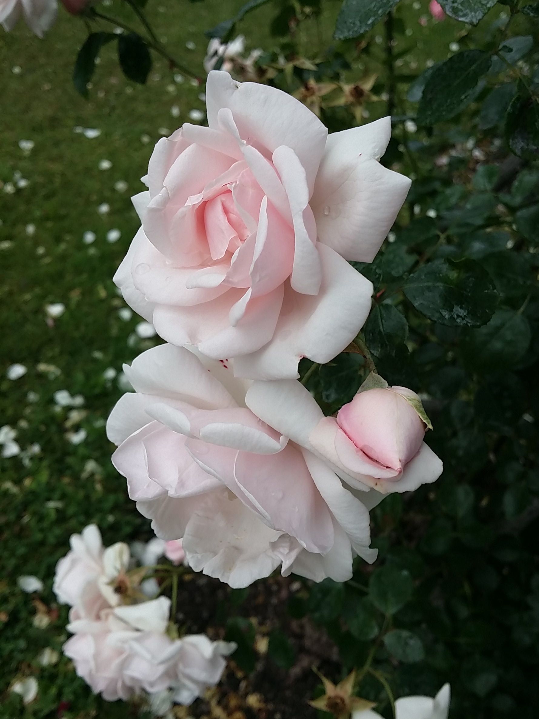 Rose Pink free image download