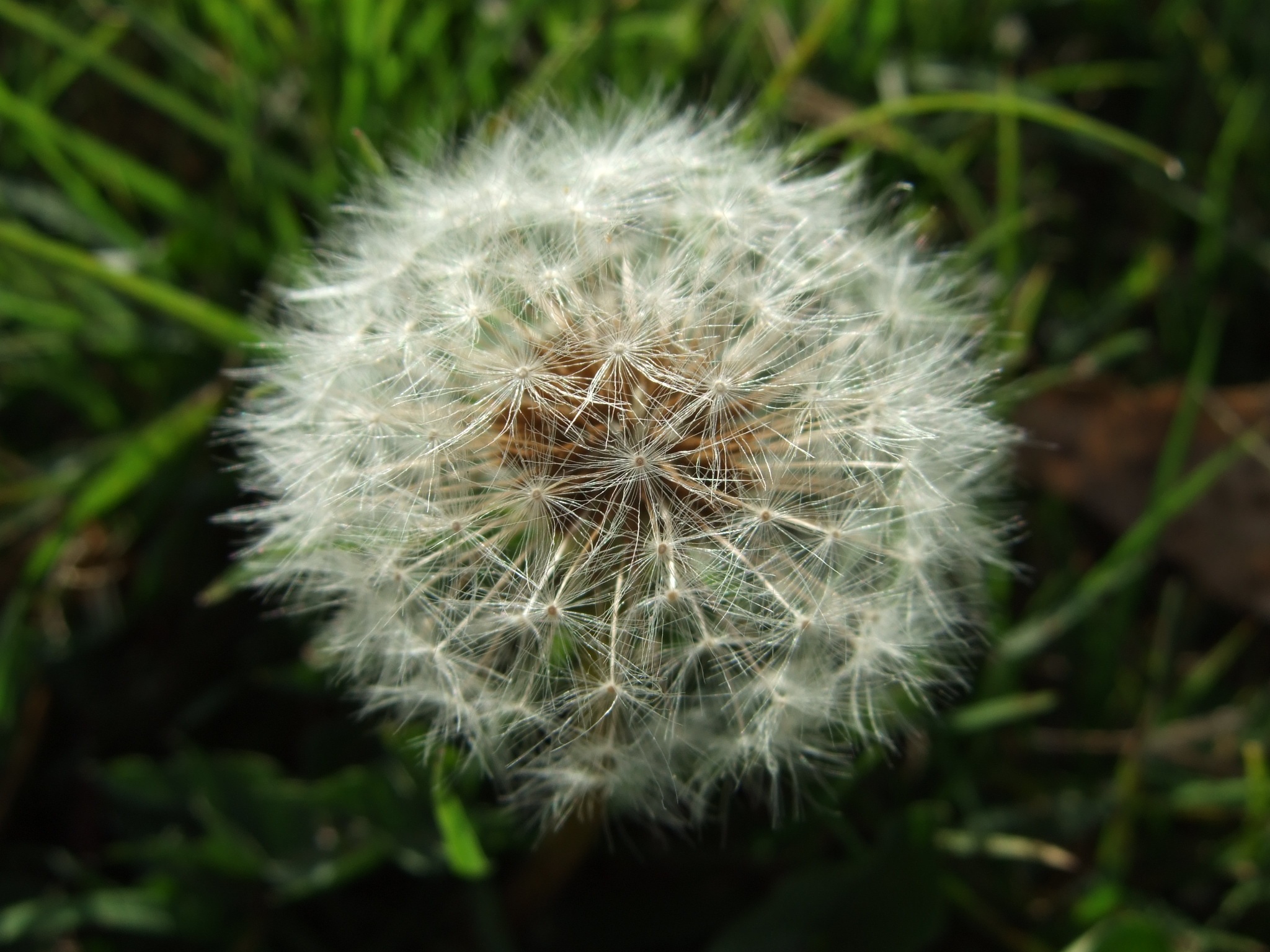 Dandelion Nature Ball free image download