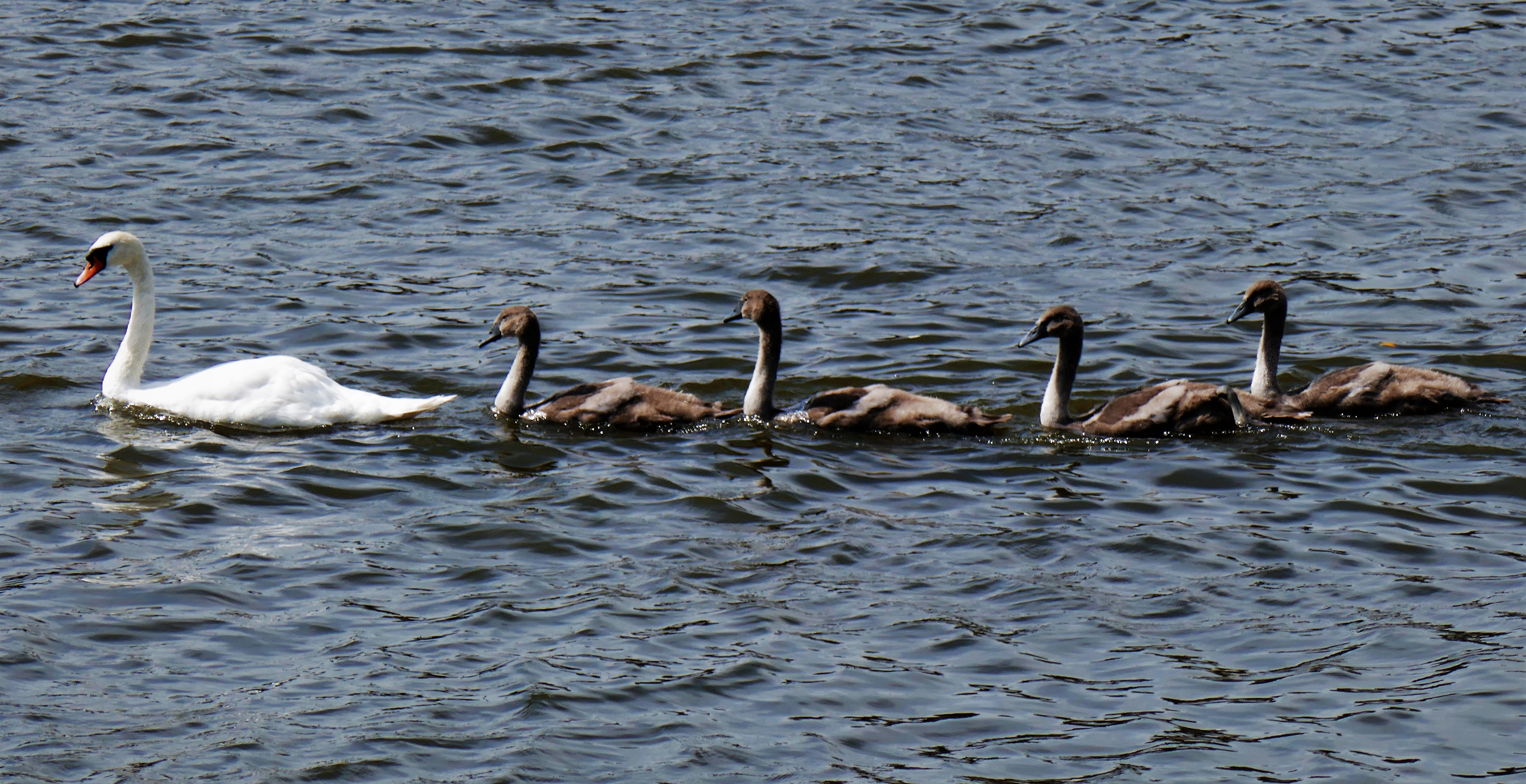 Swan Young Swans Waterfowl Animal free image download